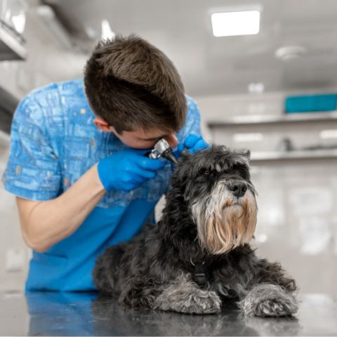 Specialty Services - The Pet Hospital